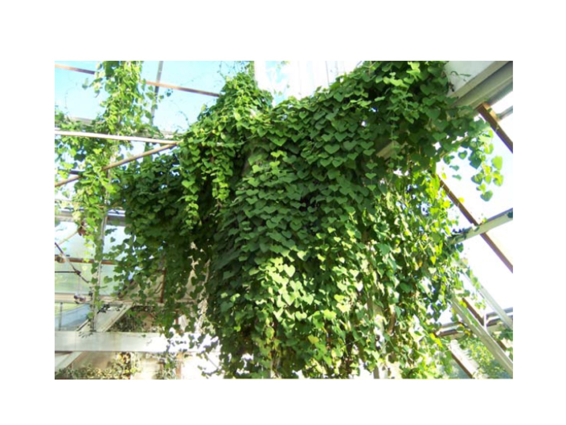 Bioshelters – The Green Center