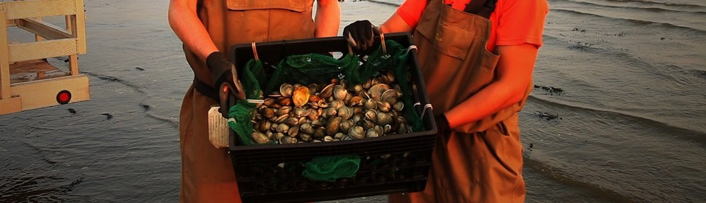 All we are saying: Give oysters a chance – The Green Center
